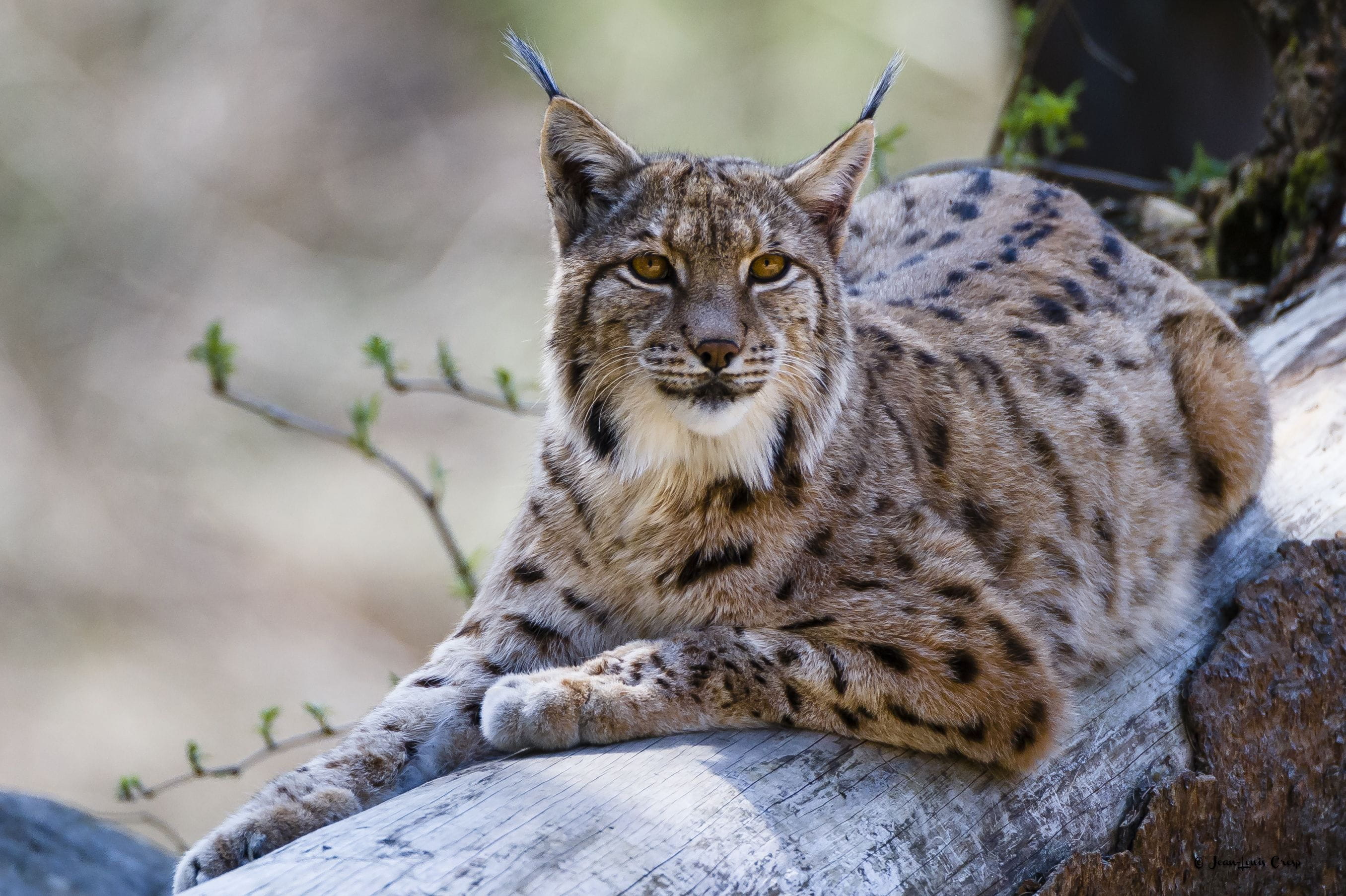 Lynx boréal : caractéristiques, comportement et habitat