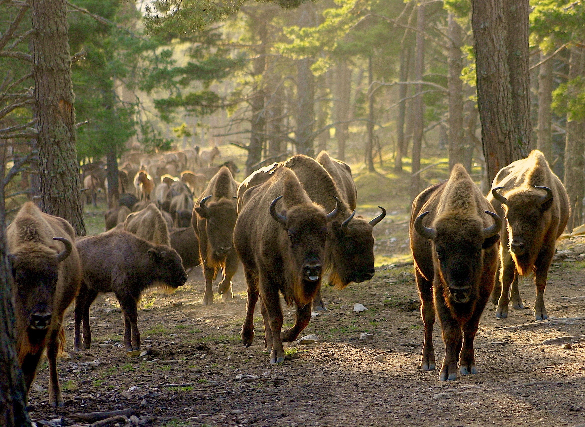 Bison d'Europe - Bisons bonasus - Parc animalier avec bison européen