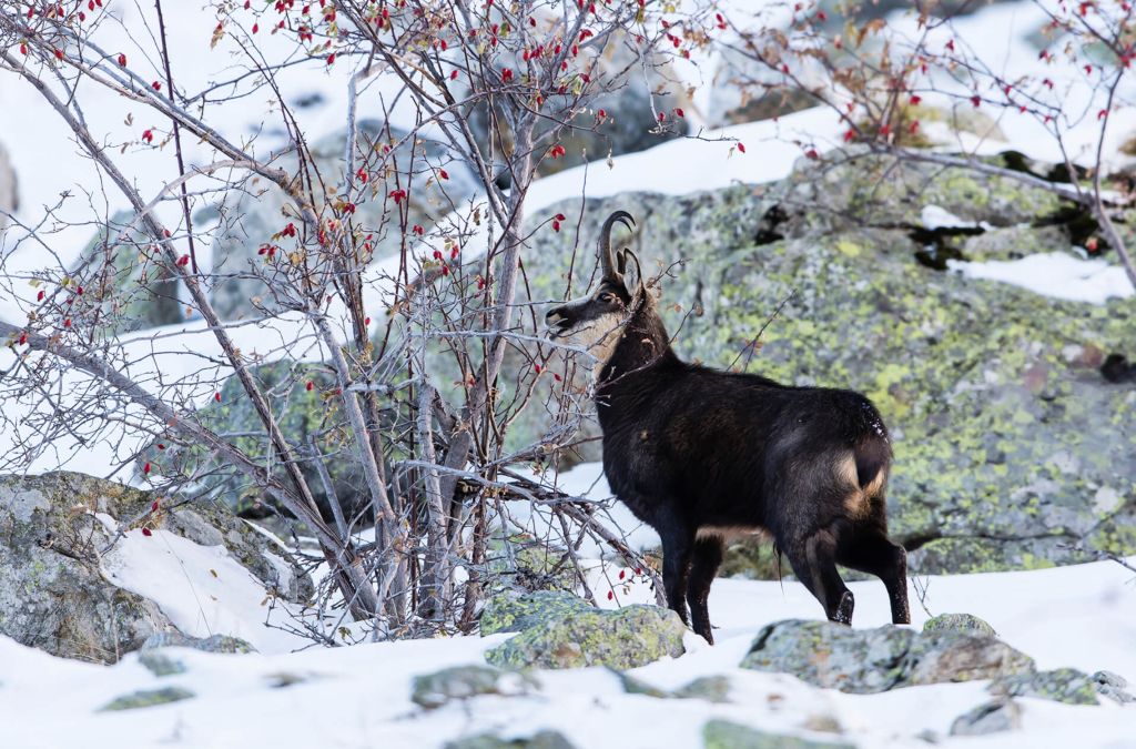 Chamois : comprendre son mode de vie en milieu montagnard